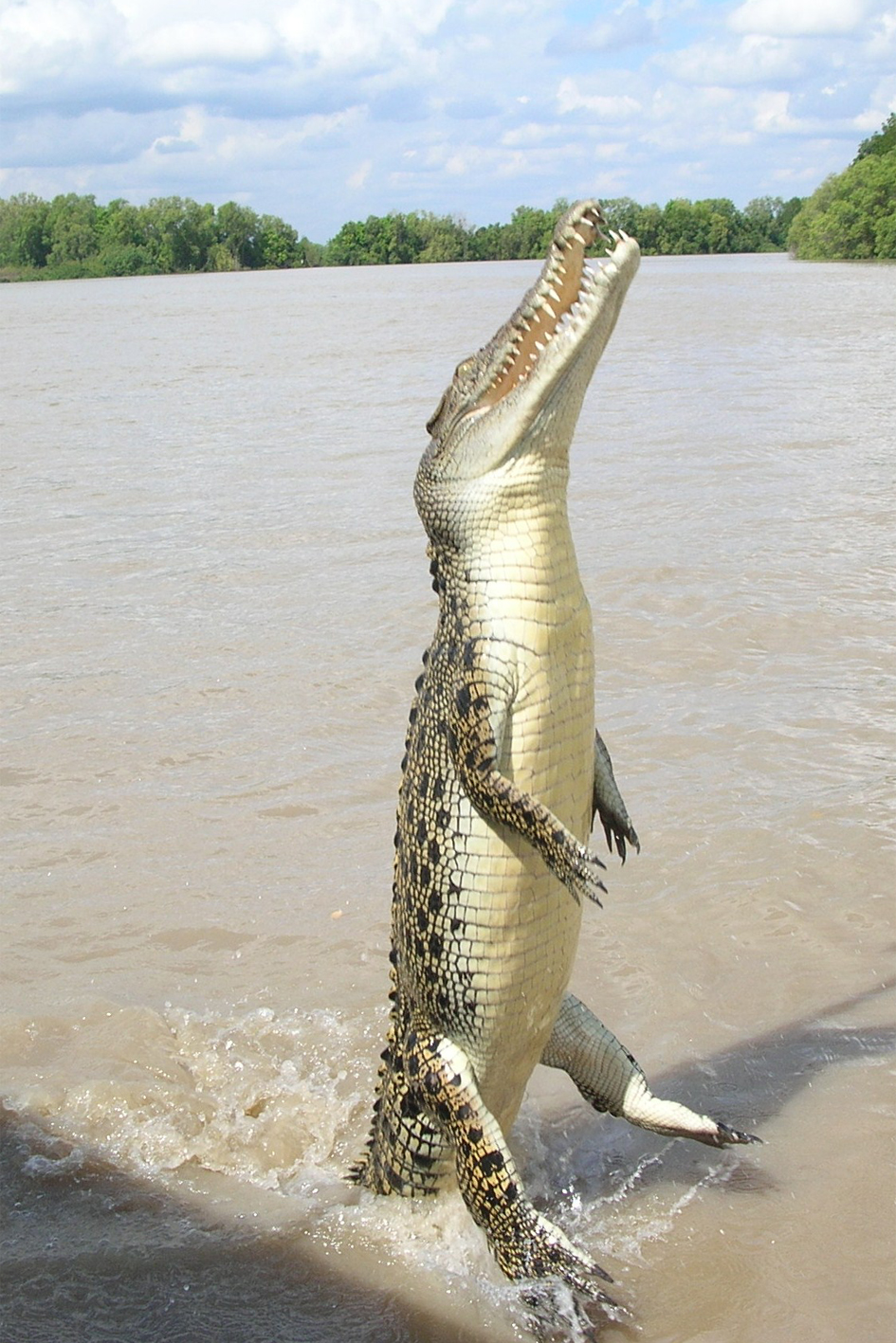 Flying Crocs - Kakadu Tours & Travel