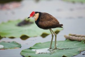 Tours in Kakadu - Kakadu Tours & Travel